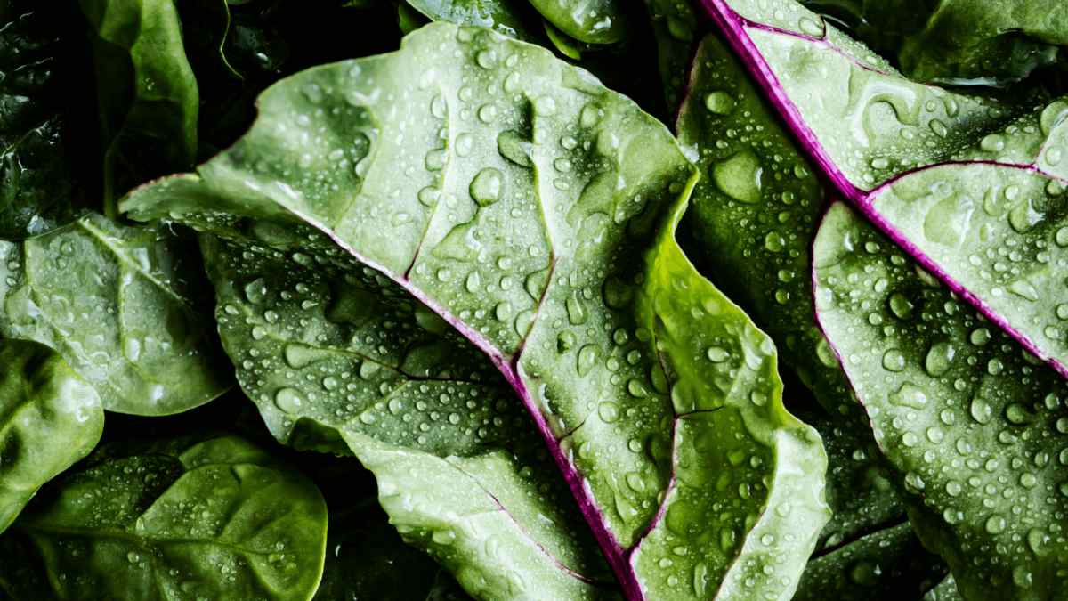 Hygiene Passport | Study Material and Practice Test